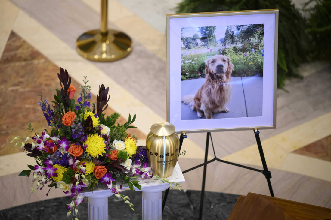 A slain Minnesota lawmaker’s beloved dog, Gilbert, stays with her as ...